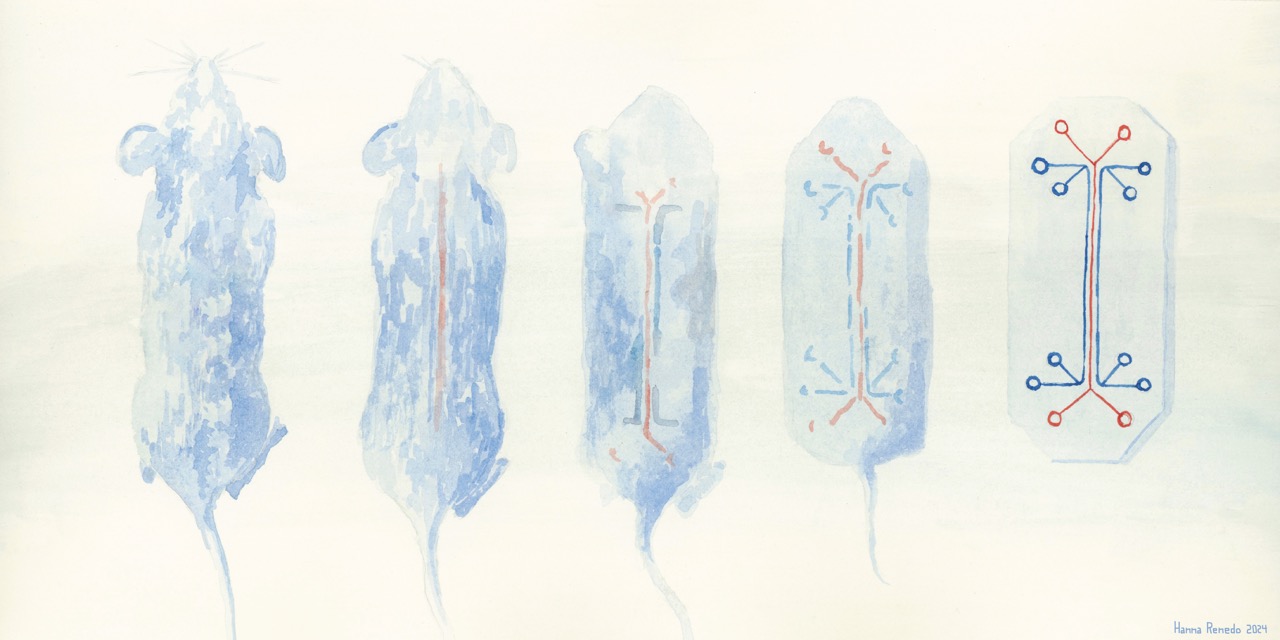 Which Concepts Are Key to Transitioning From Nonhuman Animal Models to ...