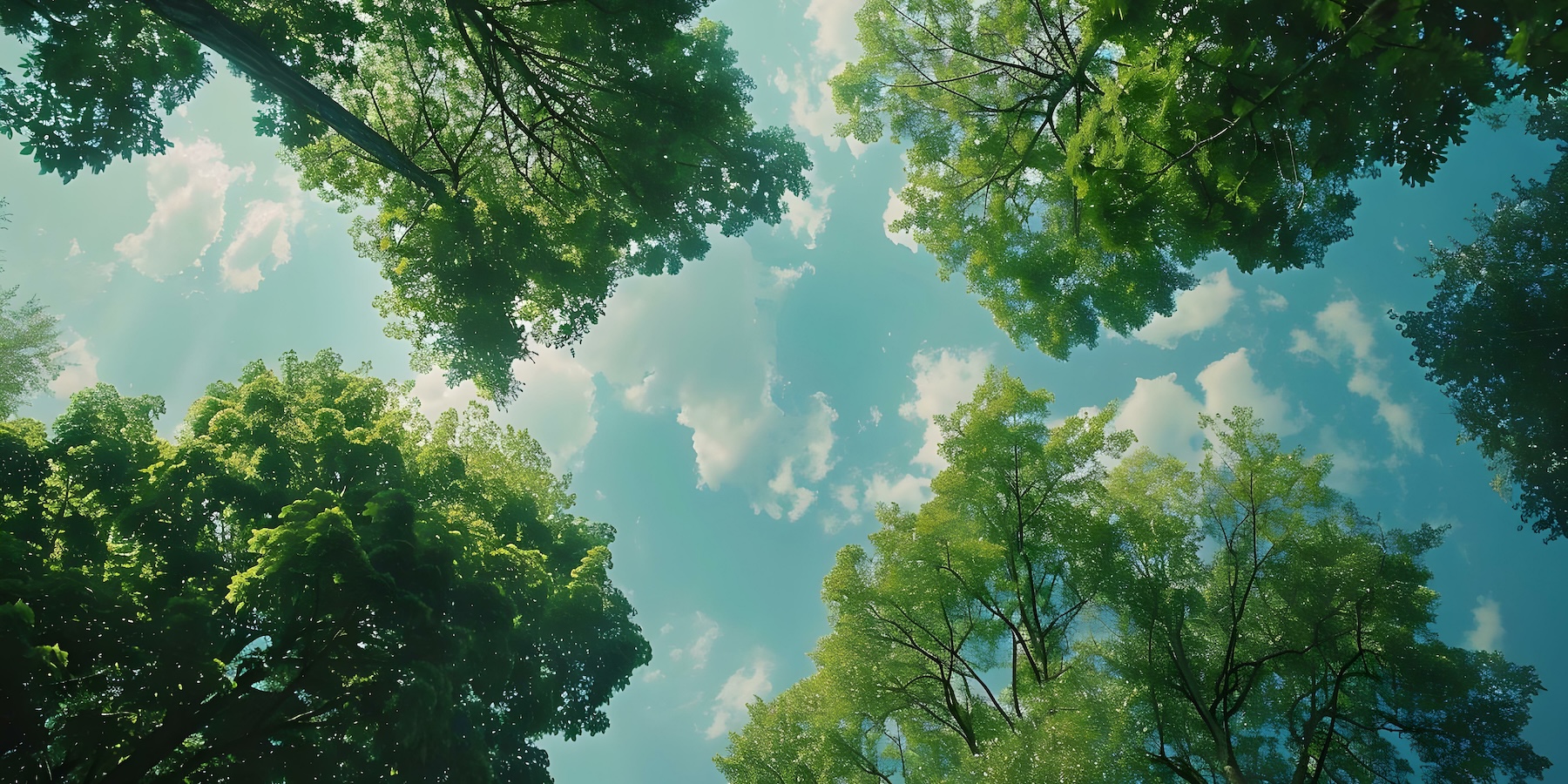 Artist Interview: “Wavering on Branches of a Decision Tree” | Journal ...