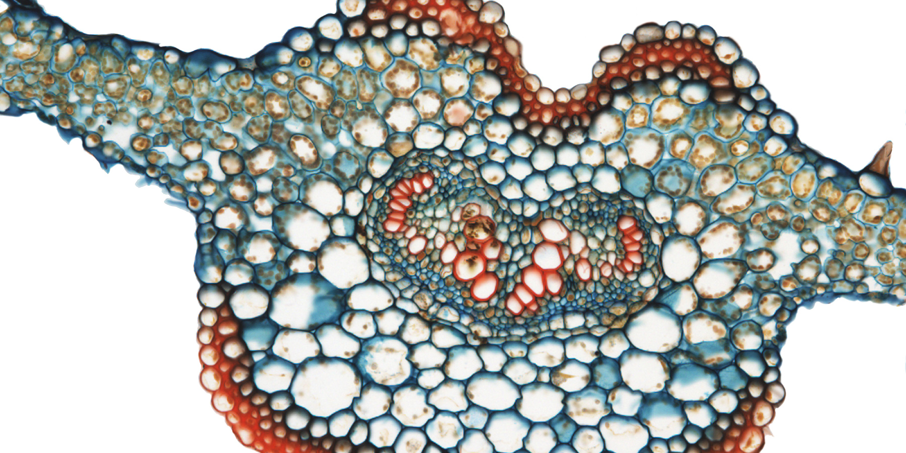 Daubert and Expert Testimony | Journal of Ethics | American Medical ...