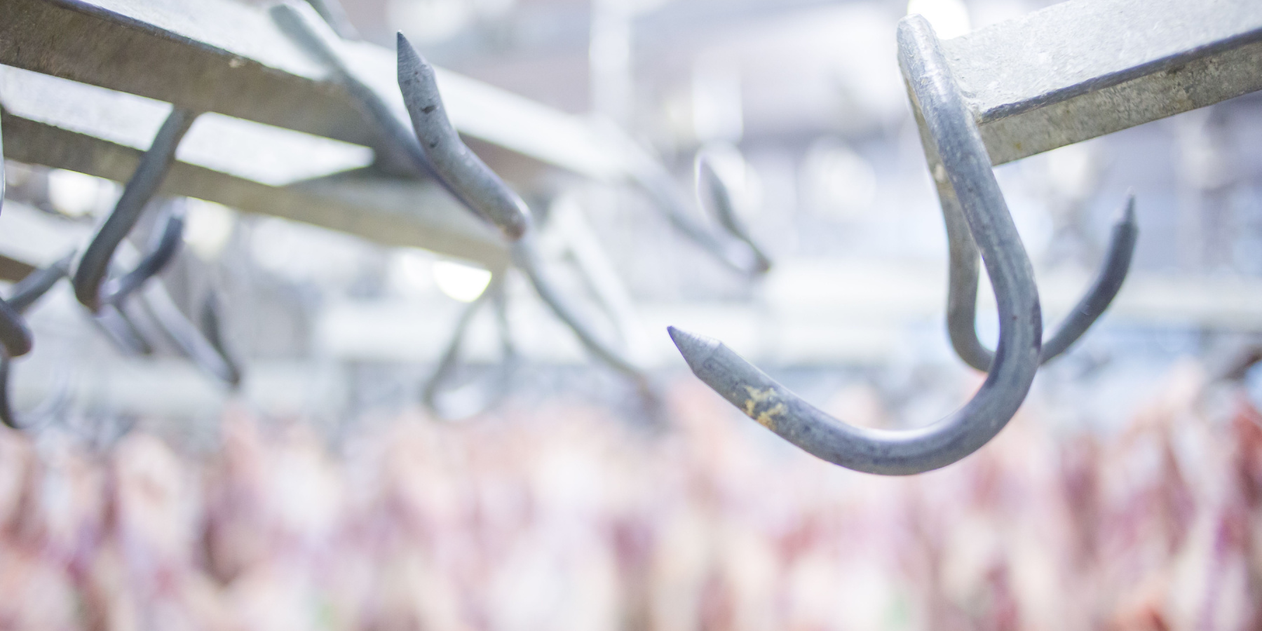 Answers to Patient, Student, and Clinician Questions About How Animals ...